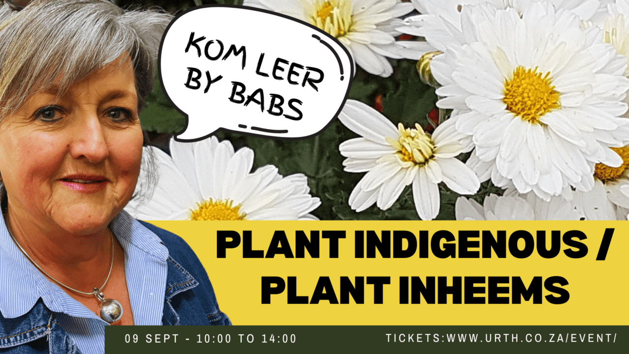 PLANT INDIGENOUS / PLANT INHEEMS - Urth